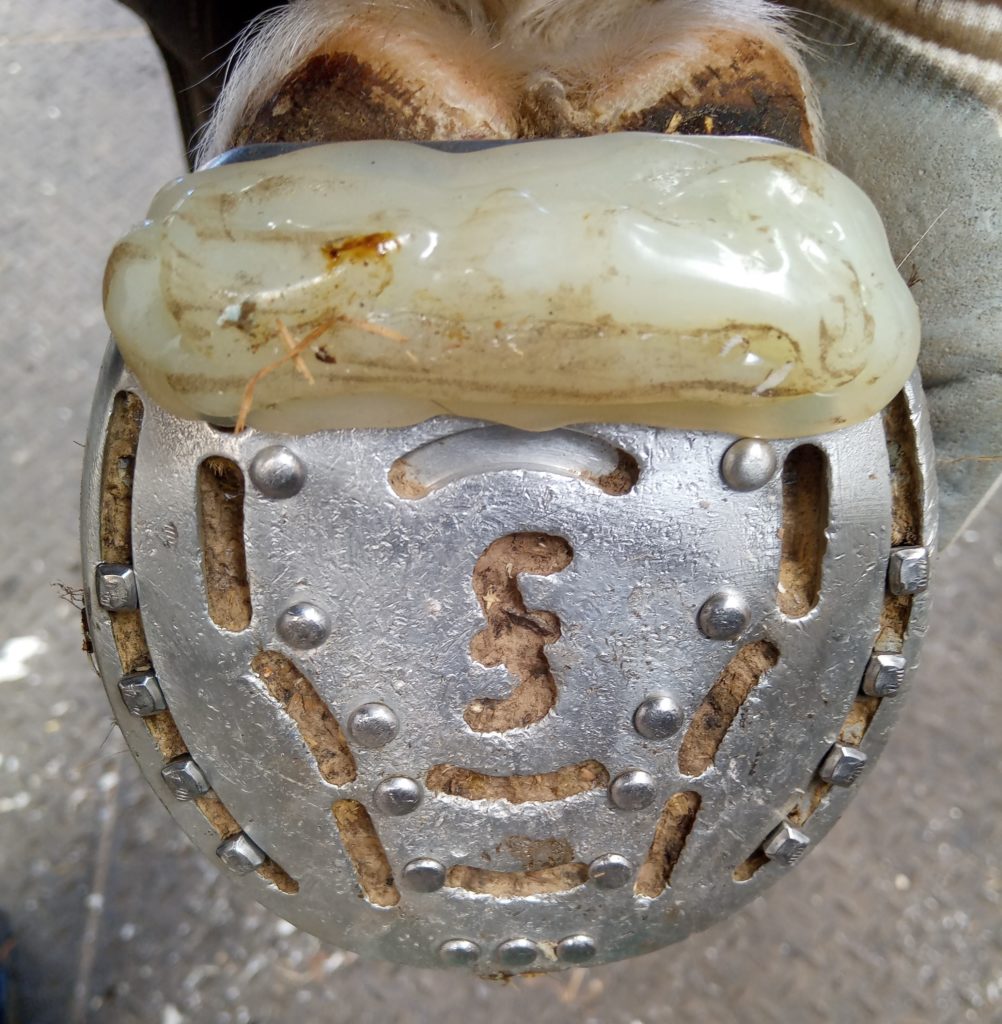 Home - Farrier Supplies, Horse Shoes, Tools, Nails. - Total Foot Protection